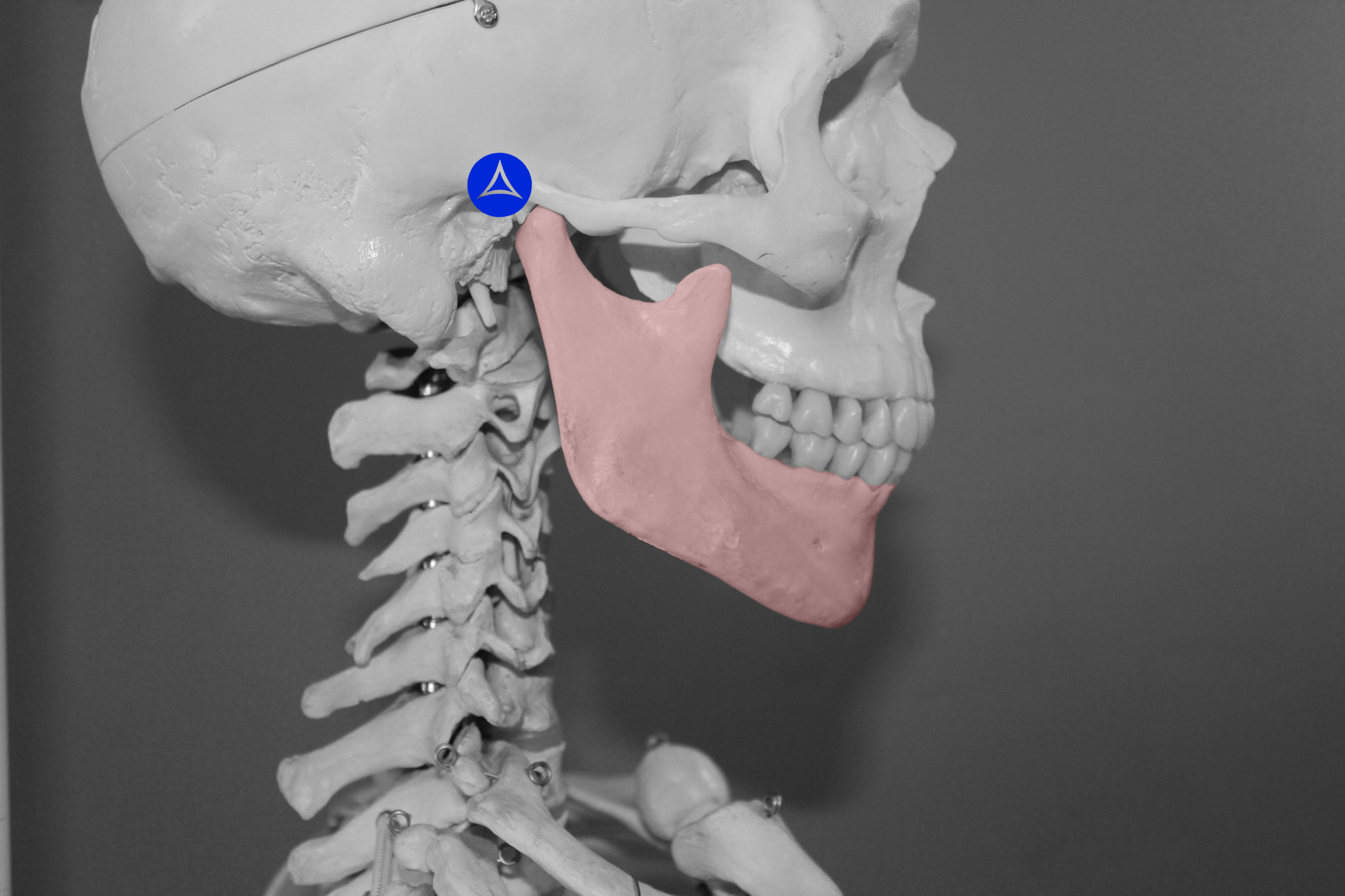 Temporomandibular Joint (TMJ)